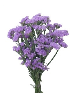 Blue Sinuata Statice | Florabundance Wholesale Flowers