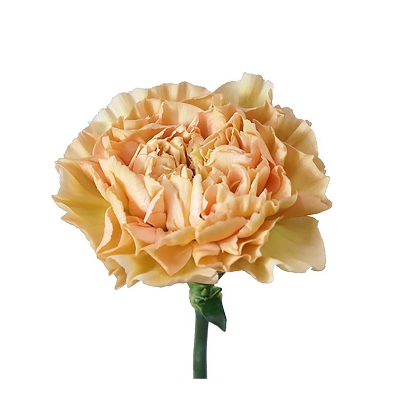 Lege Marrone Carnations | Florabundance Wholesale Flowers